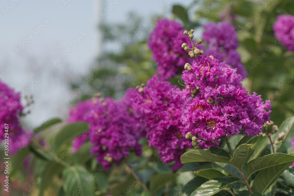 Photo Stock Japanese Crape Myrtle Flower, Lagerstroemia Indica ...