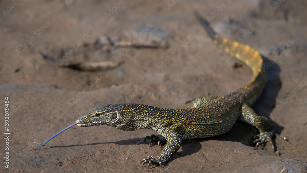 Nile monitor (Varanus niloticus) walking over sandy riverbank with ...