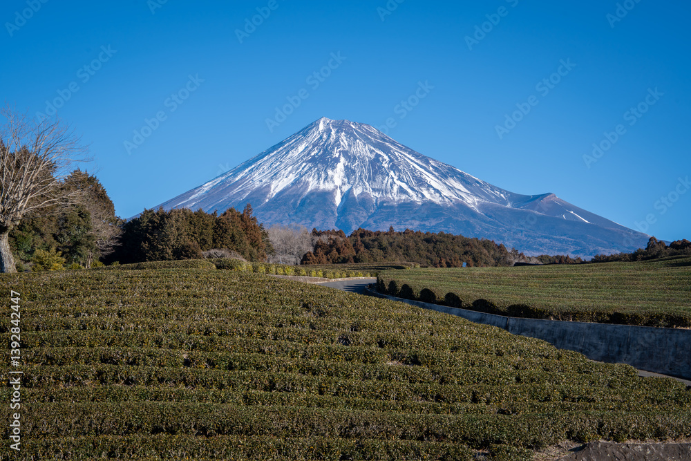 Photo Stock Matcha green tea field with snow cap fuji mountain ...