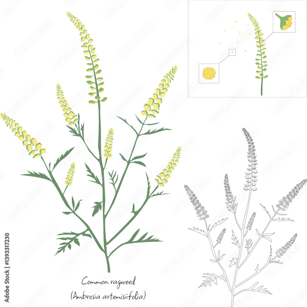 Vector de Stock Common ragweed (Ambrosia artemisiifolia), illustration ...