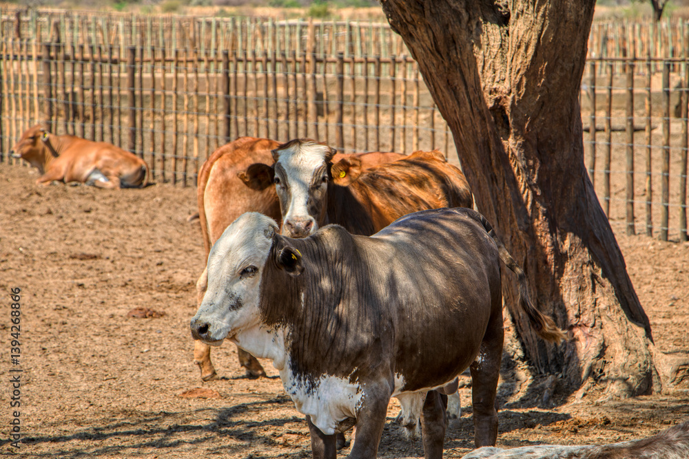 Australian Charbray, feeder cattle in the pen, beef breed in the kraal ...