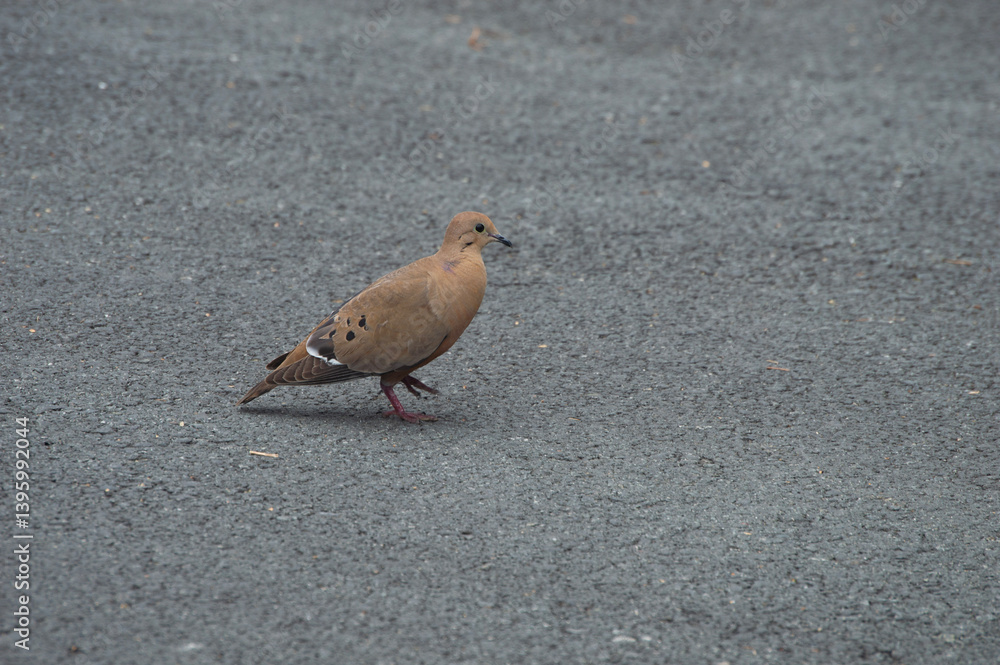 Paloma Sabanera de Puerto Rico. Es un ave pequeña de color marrón y ...