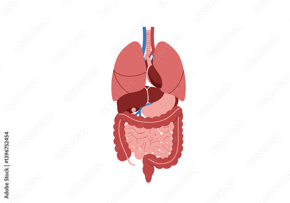 Anatomical Diagram Illustration. This image shows the human digestive ...