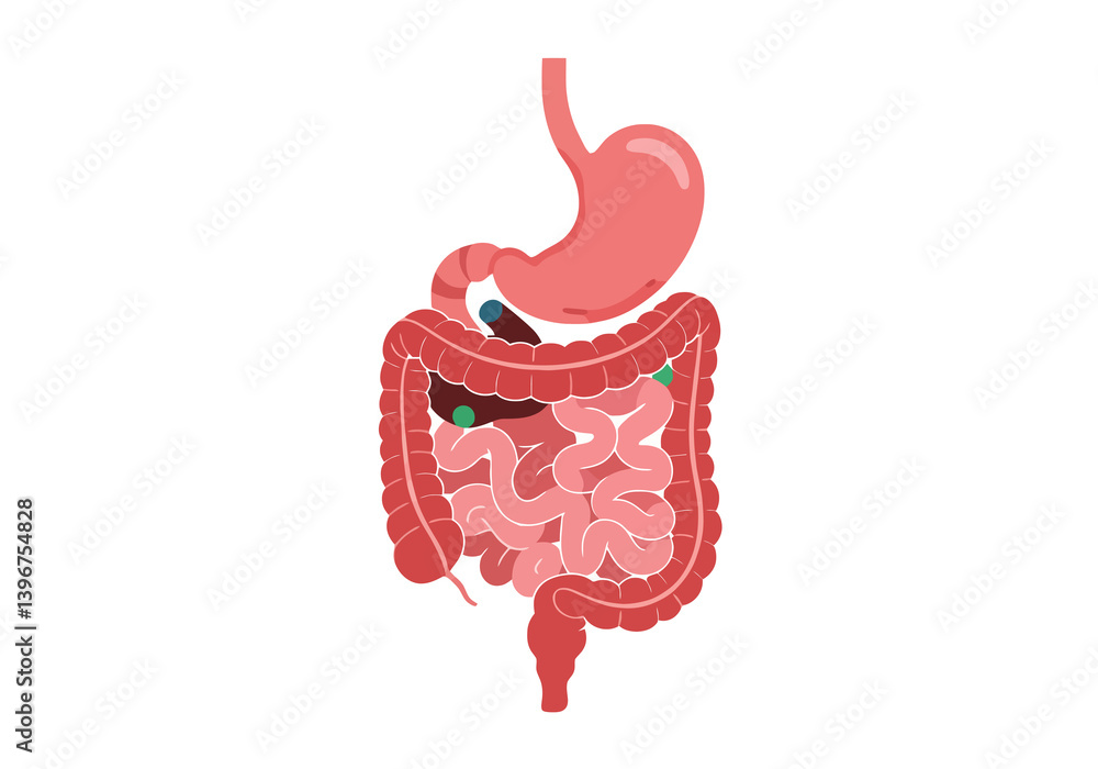 Ilustración de Stock Human Digestive System Illustration. This image ...