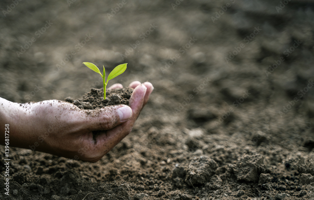 World Environment Day, Hands planting trees, For the Sustainable ...