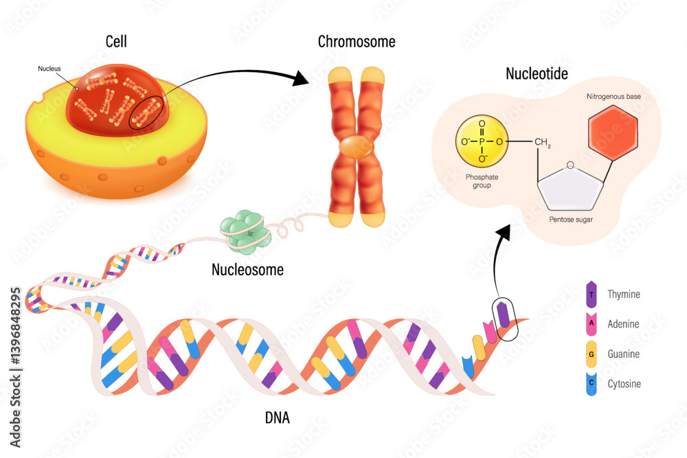 Cell, Chromosome , nucleosome and DNA(Deoxyribonucleic Acid). Thymine ...