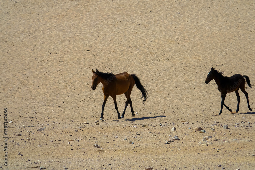 Namib Desert Horses in the Kalahari Desert. These feral wild horses ...