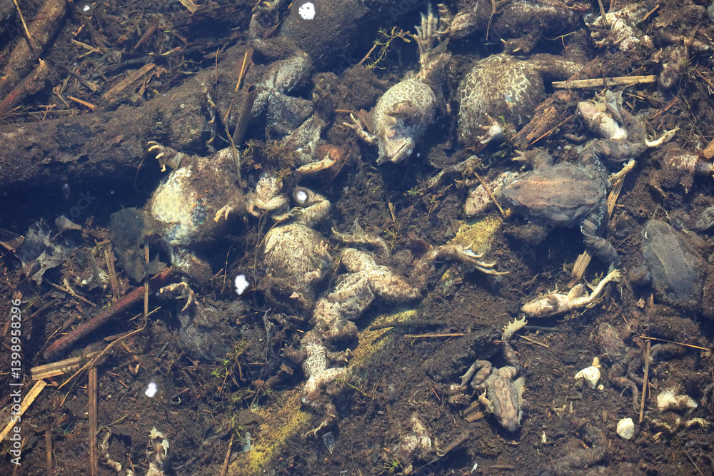 Numerous Dead Common Frogs (Rana Temporaria) Covering The Bottom Of A ...