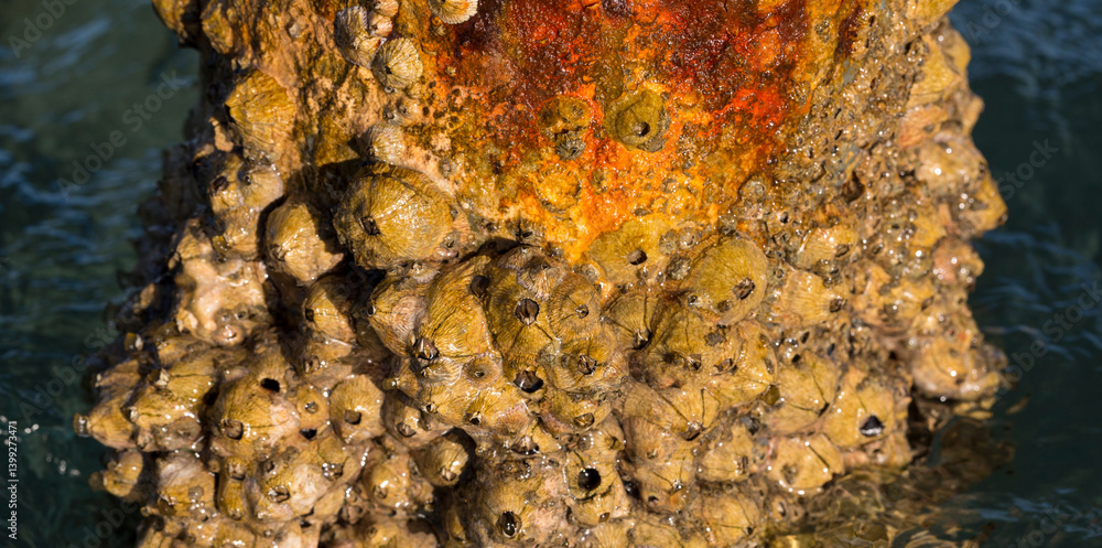 Tetraclita squamosa - Thatched barnacle. Balanus (Balanomorpha) is a ...