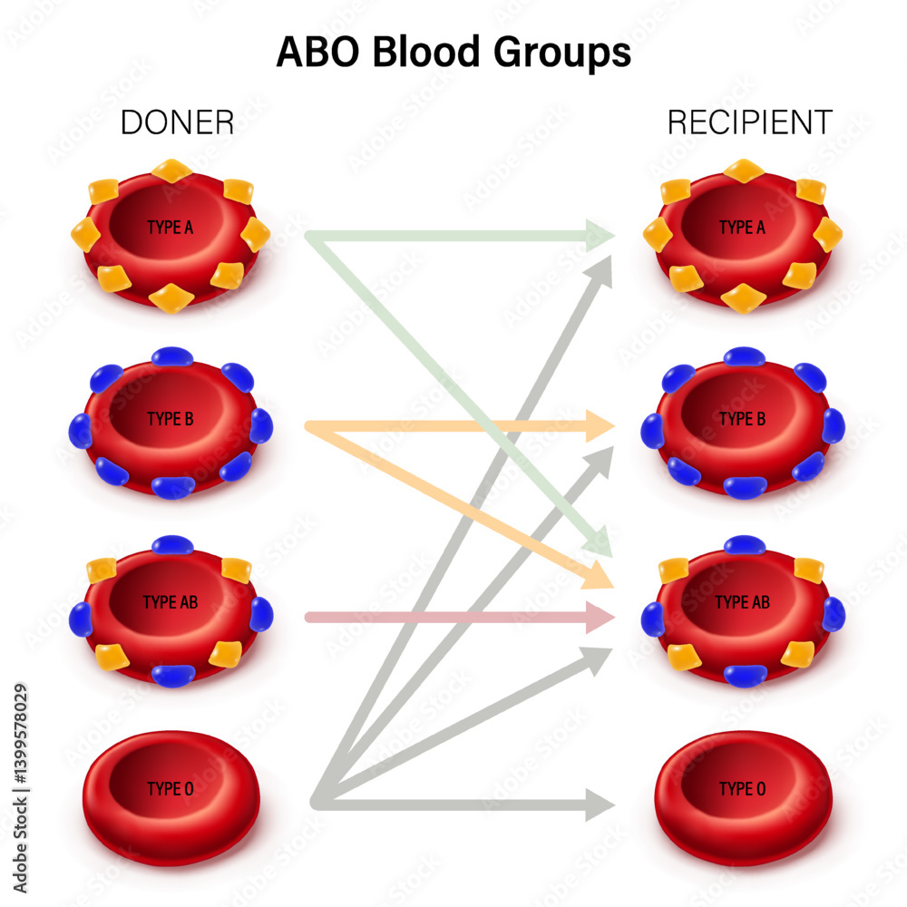 ABO Blood Groups. Donor and recipients. Blood type compatibility. Blood ...
