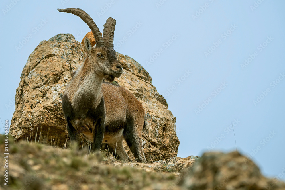 Macho de cabra hispánica pirenaica, en el parque natural de Cazorla ...