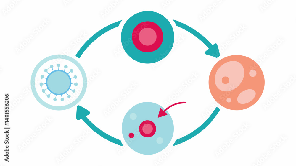 Collagen Production Cycle A circular flow diagram showing the lifecycle ...