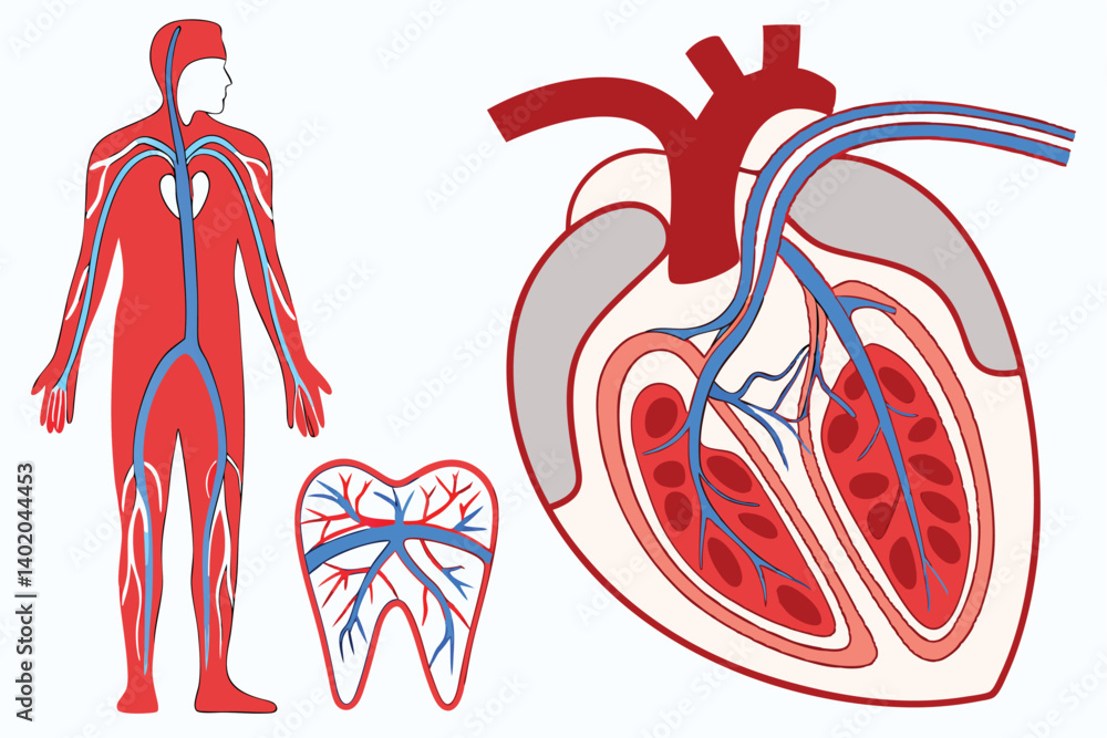 38 Medical illustration, cardiovascular system, dental anatomy, blood ...