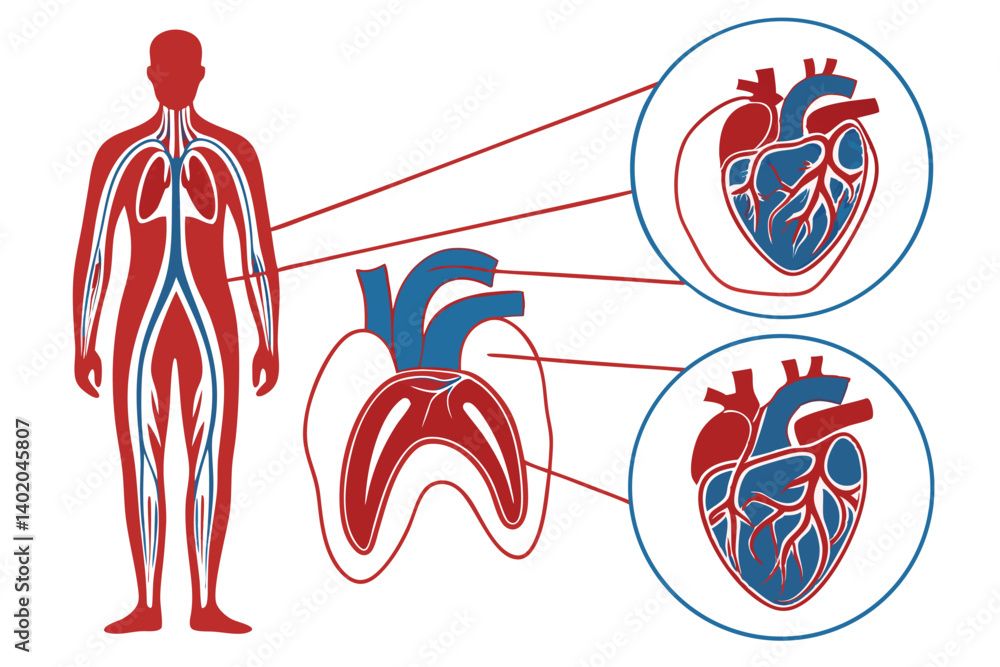 38 Medical illustration, cardiovascular system, dental anatomy, blood ...