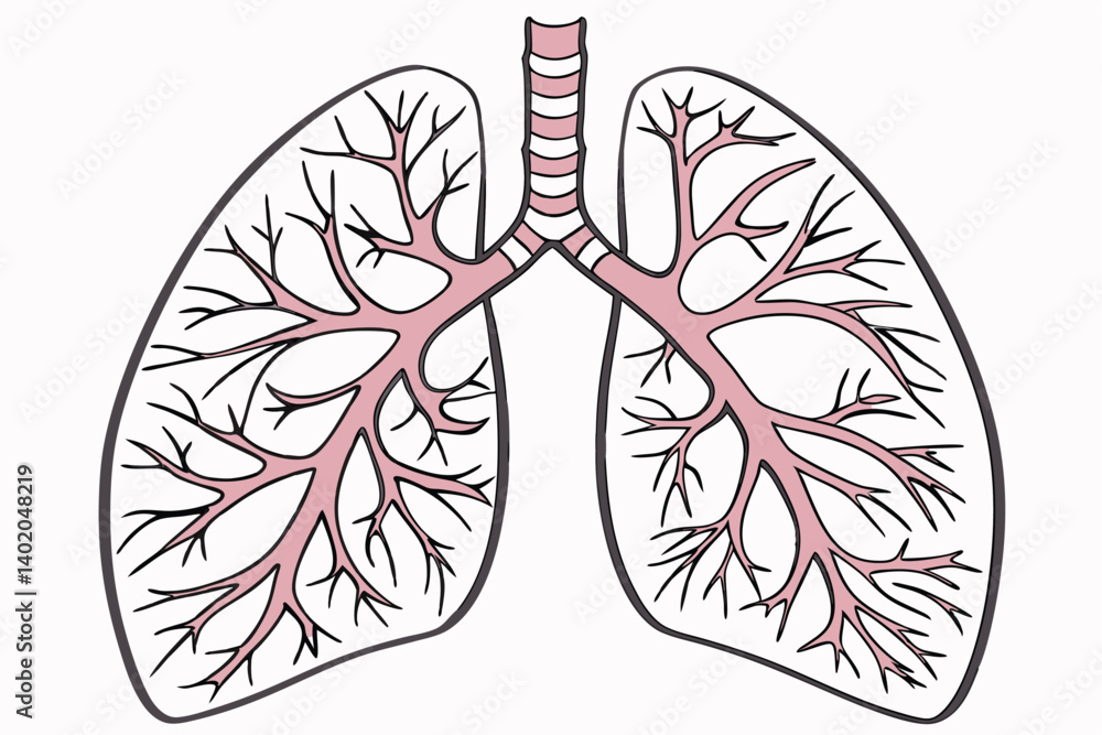 40 Anatomical illustration, human lungs, alveoli detail, bronchial ...