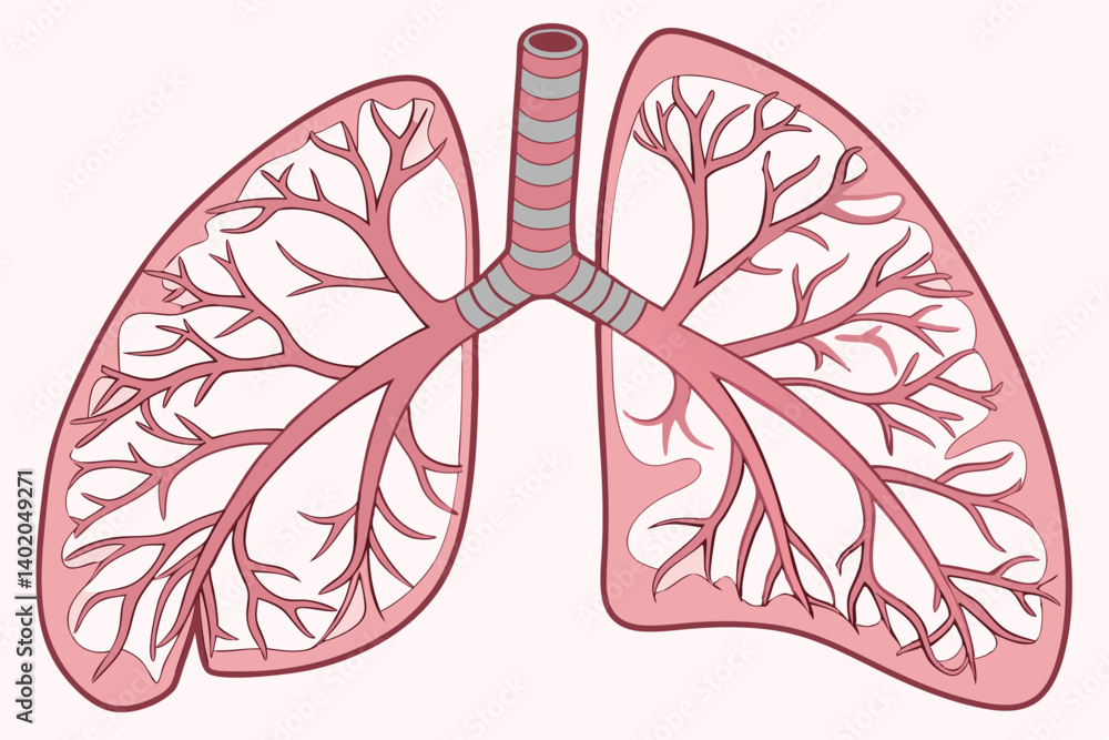 40 Anatomical illustration, human lungs, alveoli detail, bronchial ...