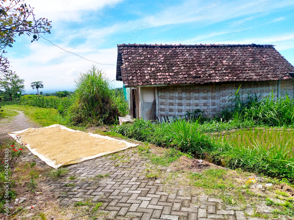 Foto de Stock Traditional rice drying process on plastic sheets under ...