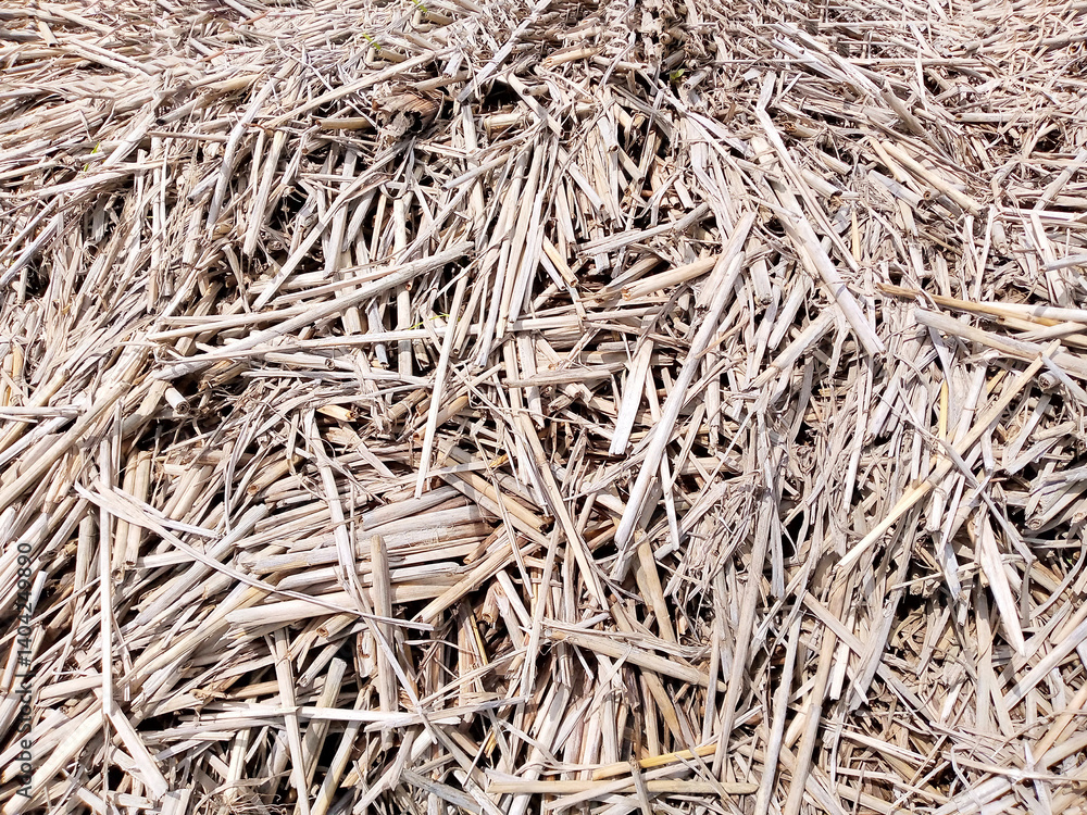 Dry sugarcane stalks texture background – organic agricultural waste ...