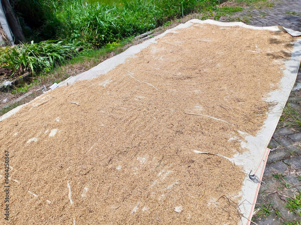 Traditional rice drying process on plastic sheets under the sun in a ...