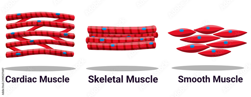 Different types of muscle cells. Types of muscle tissue. Set of human ...