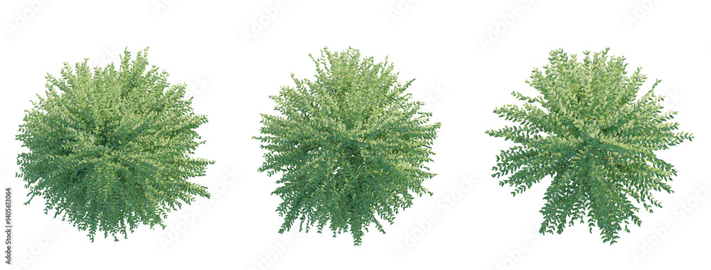 Lonicera nitida Lemon Beauty tree plan top view 4k png transparent ...