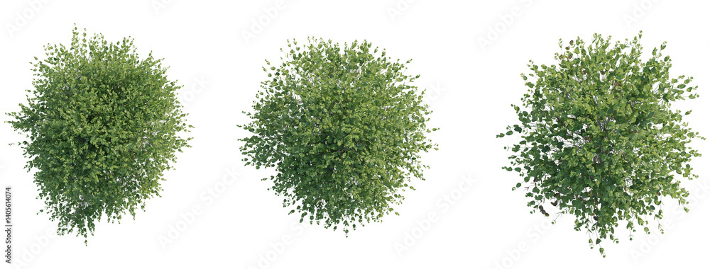 Buxus sempervirens Suffruticosa tree plan top view 4k png transparent ...