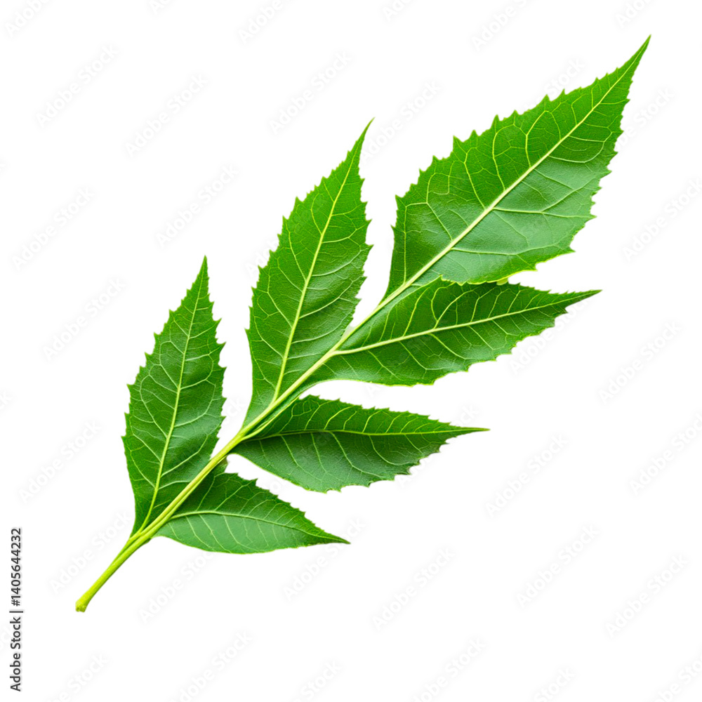 Neem leaf sprig vibrant green foliage botanical beauty natural plant ...