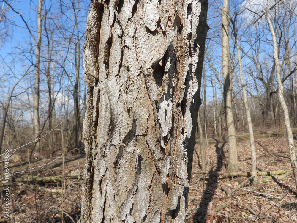 Kentucky Coffeetree Tree Bark - Gymnocladus dioicus - Native North ...