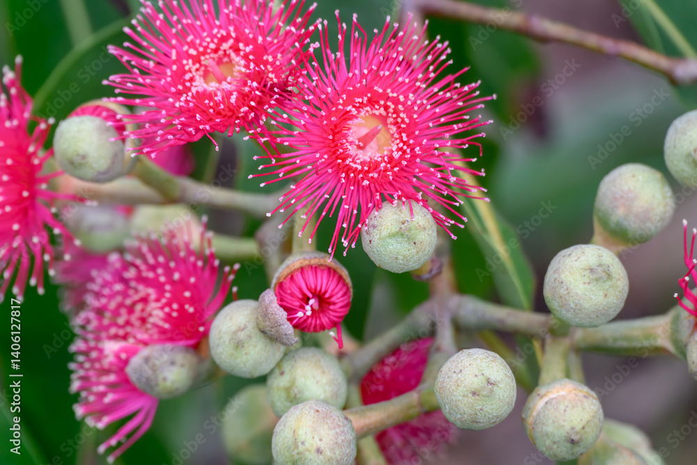 Red Eucalyptus flower gumnut, Corymbia tree, Australian native bushland ...