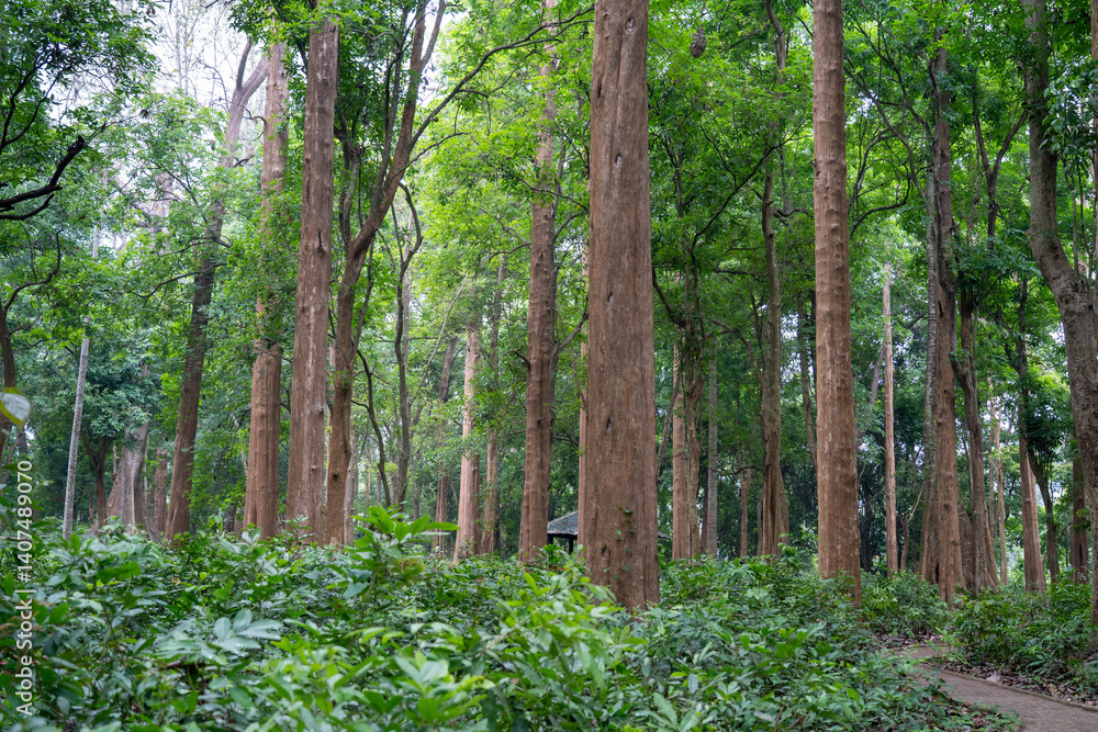 The world's oldest teak plantation, established in 1846 near Nilambur ...