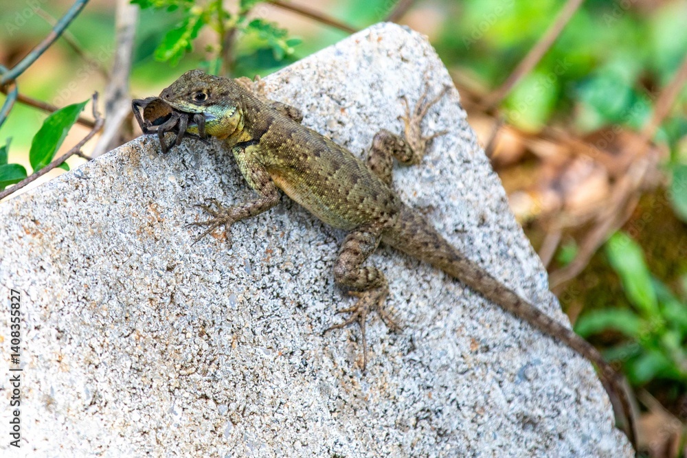 Small Brazilian tropical lizard feeding on a spider in a natural ...