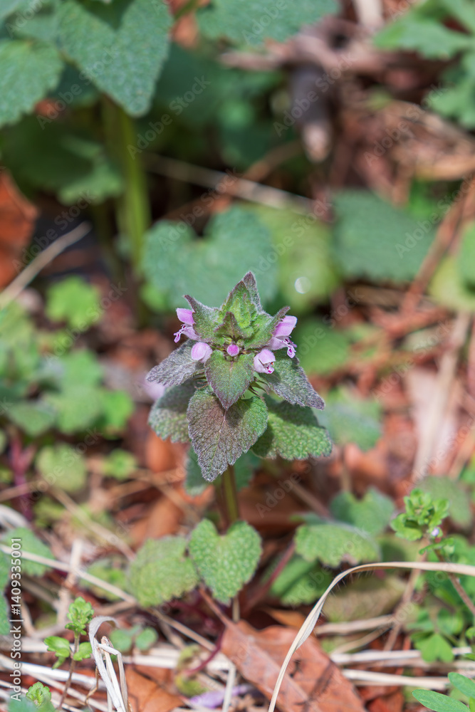 Lamium purpureum, commonly known as purple dead nettle, is a spring ...