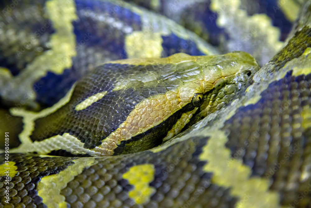 Indian python (Latin Python molurus) in striped coloring rolled up into ...