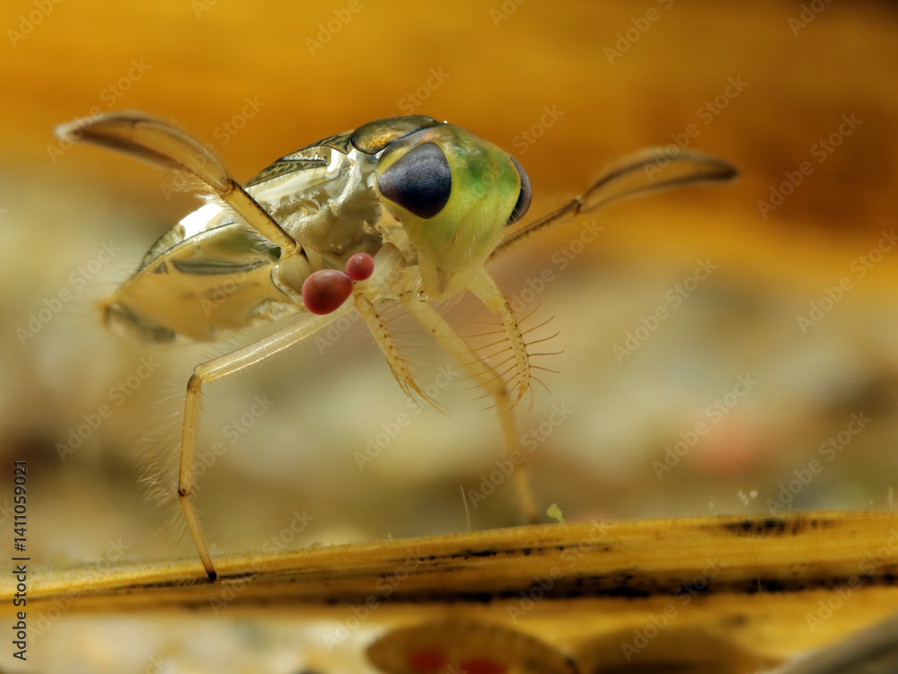 Adult Water Boatman (Cymatia americana) underwater, with parasitic ...