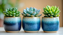 Three Succulents In Blue Pots Free Stock Photo - Public Domain Pictures