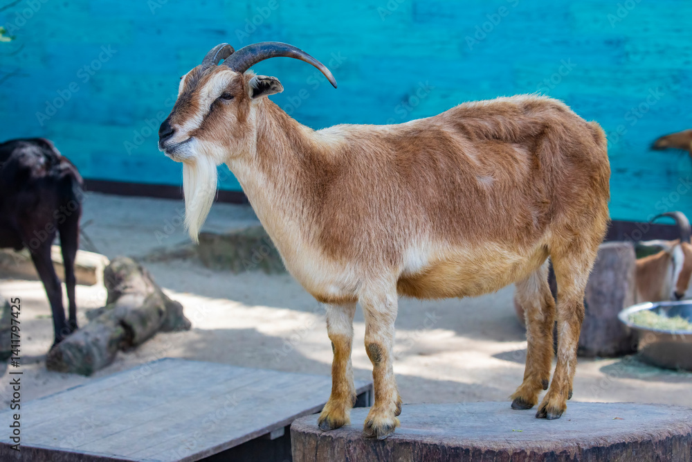 Pygmy goat is a small, hardy breed of domestic goat known for its ...