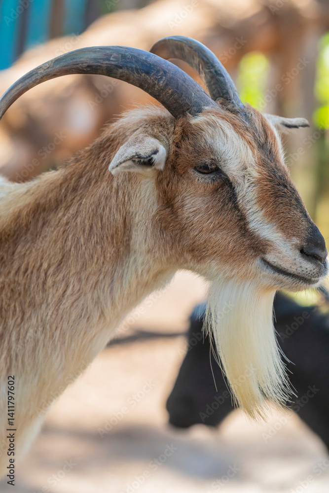 Pygmy goat is a small, hardy breed of domestic goat known for its ...