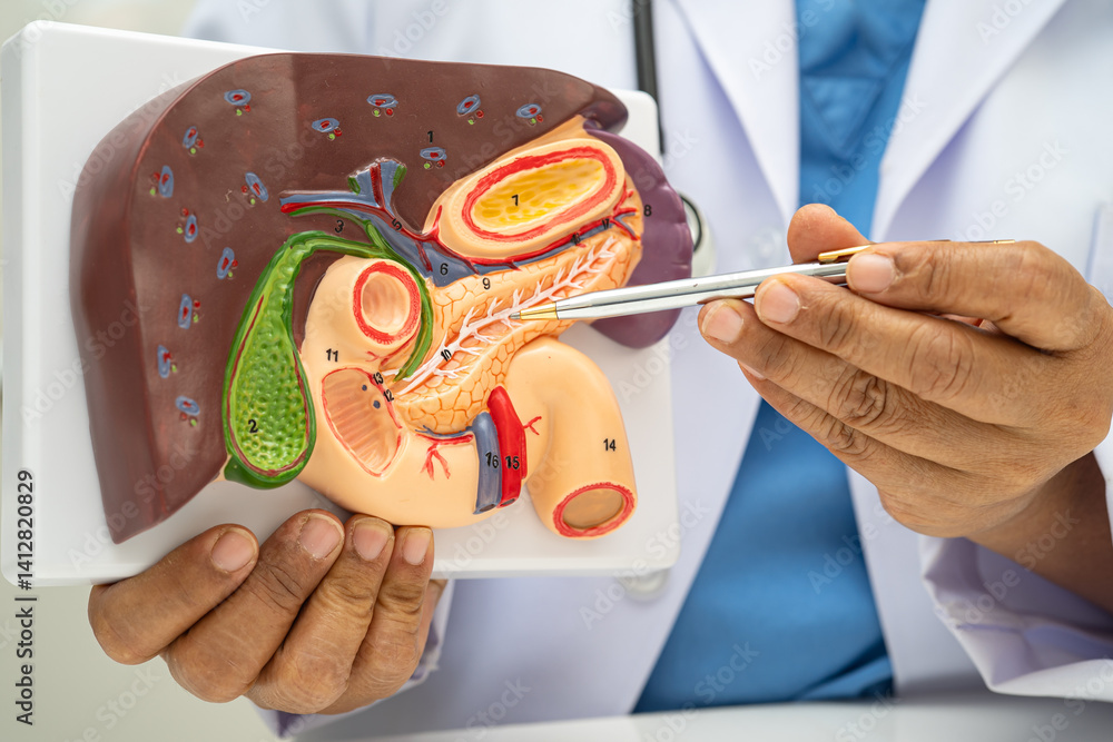 Liver with gallbladder, pancreas spleen and duodenum, Asian doctor ...