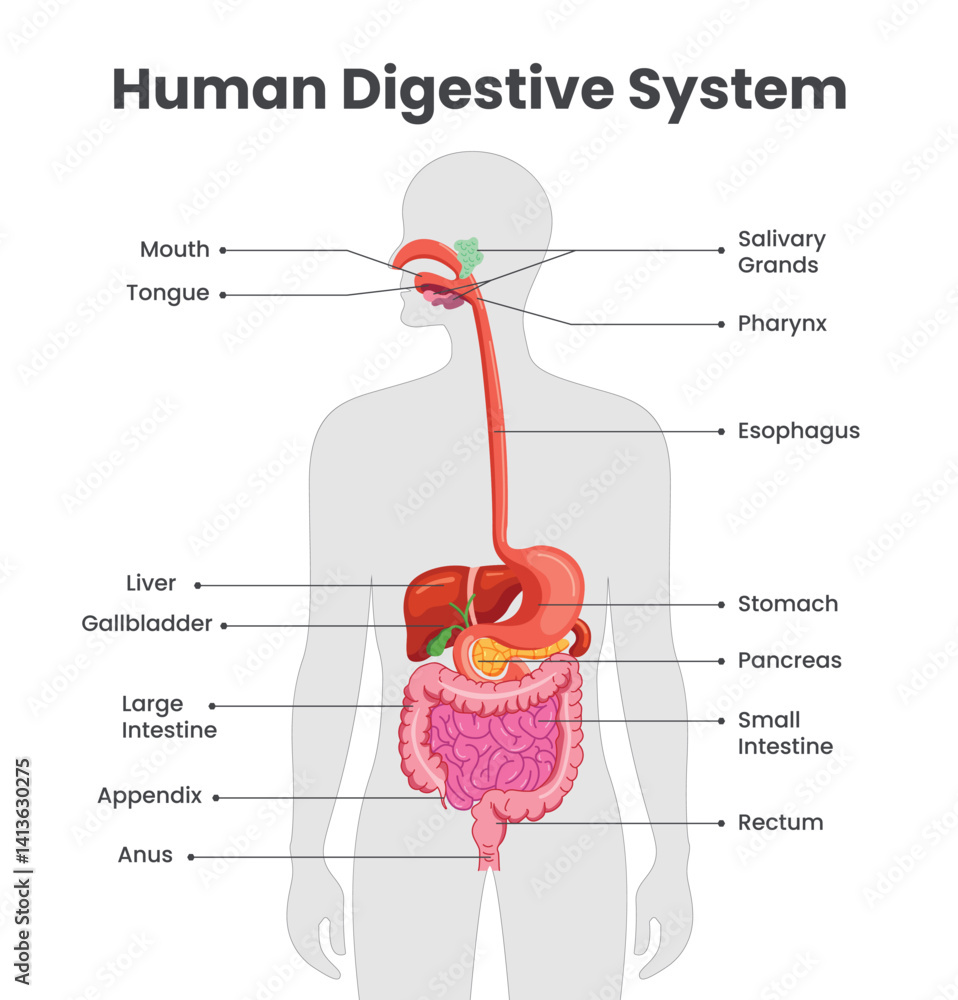 Vector de Stock Human digestive system chart clipart. Digestive system ...