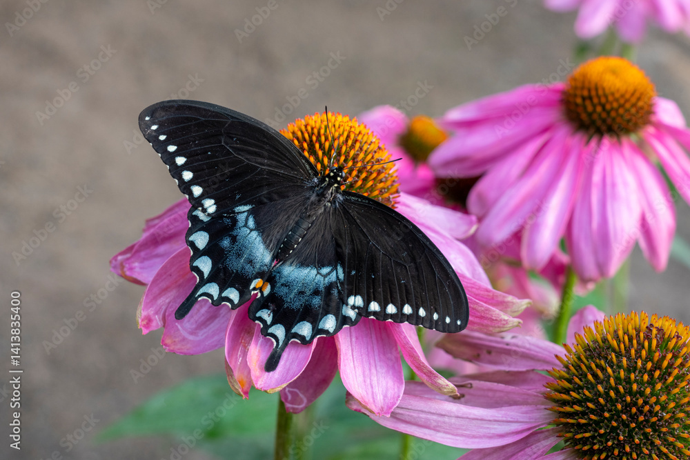 Woodland Park Zoo, Seattle, Washington. Spicebush butterfly on ...