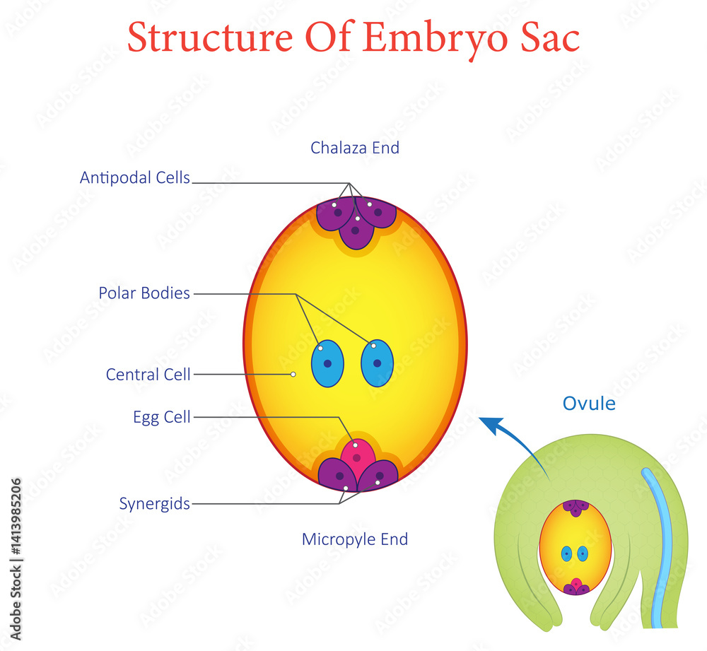 Ilustración de Stock Diagram of Embryo Sac Structure Showing Key ...