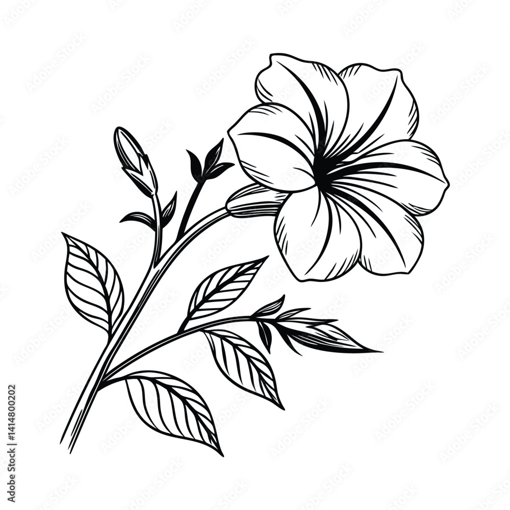 Petunia flower black and white line drawing, Flower Vector Art ...