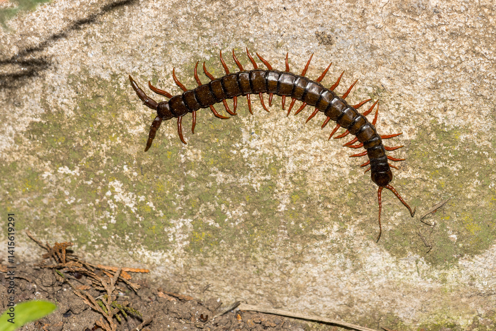 Scolopendra Cingulata, commonly known as the "Giant Centipede," is a ...