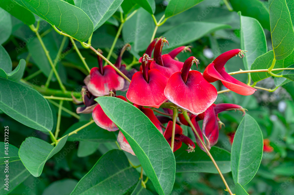 Bright red flowers of Erythrina crista-galli (cockspur coral tree ...