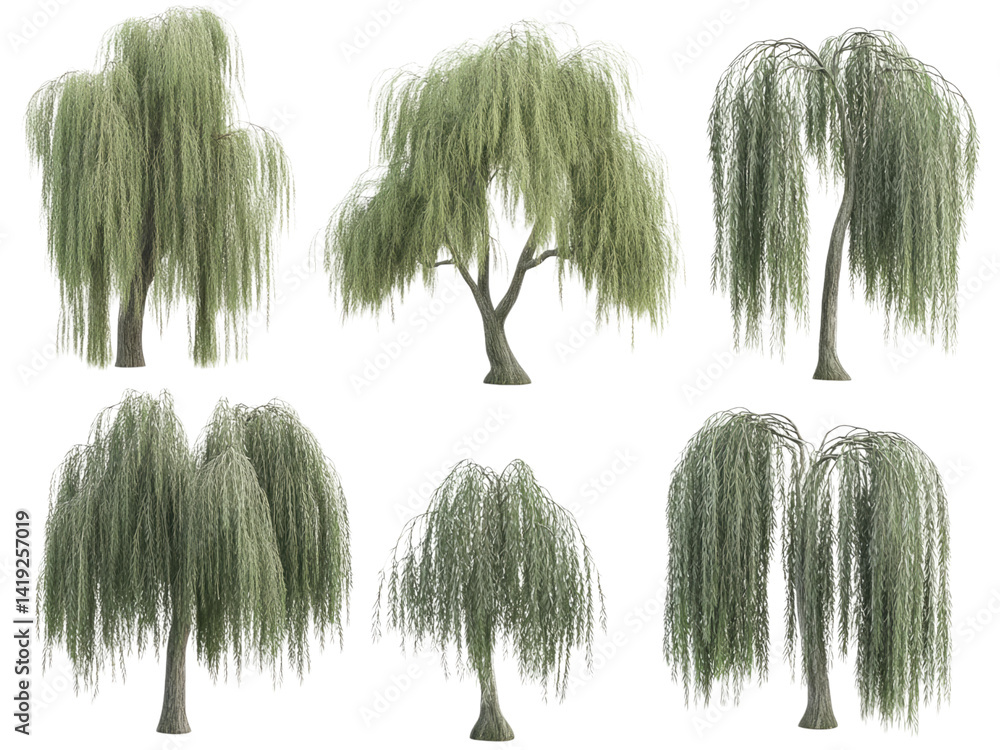 Collection of Six Weeping Willow Trees Digital Renderings, Various ...