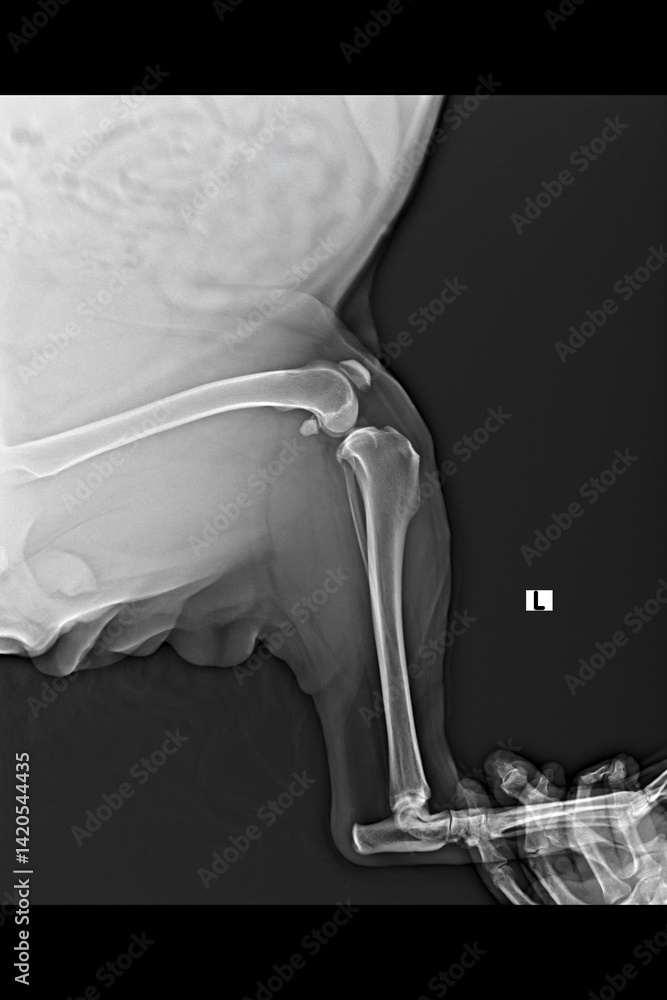 Canine Hip X Ray Showing Pelvic Anatomy, Veterinary Radiology of Dog ...