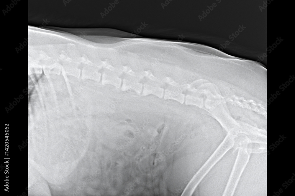 Canine Hip X Ray Showing Pelvic Anatomy, Veterinary Radiology of Dog ...