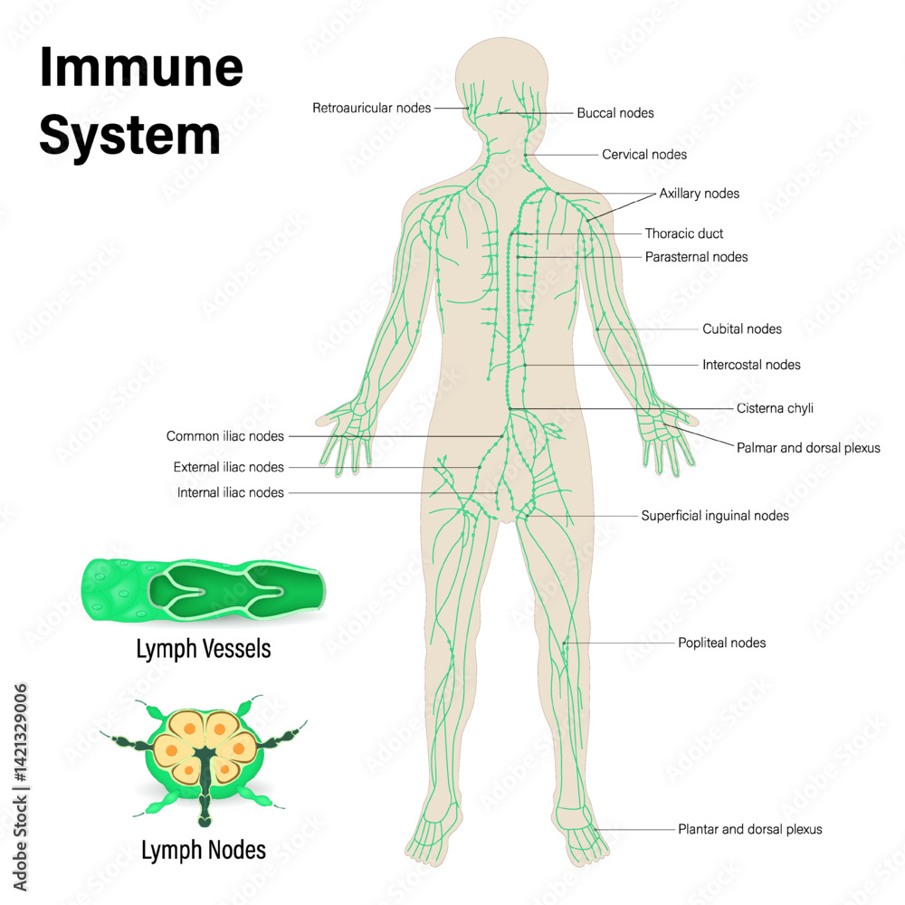 Human lymphatic system anatomy. Lymphatic vessels and nodes in body ...