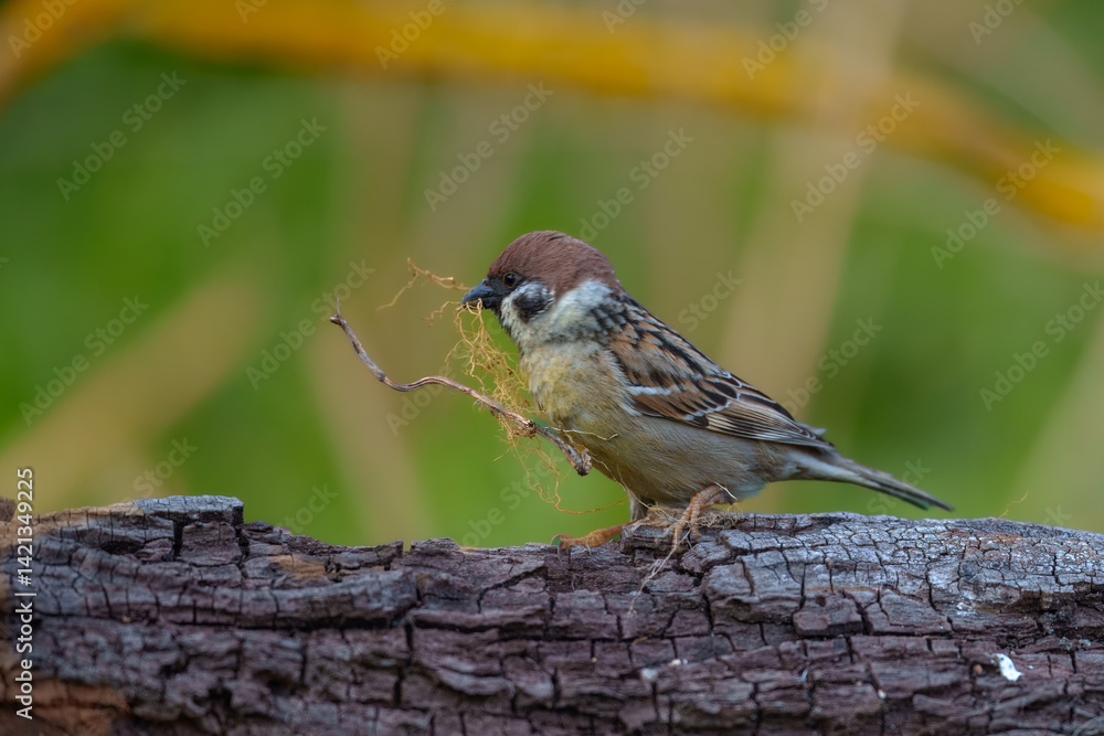 Eurasian tree sparrow (Passer montanus). The chestnut colored bird is ...