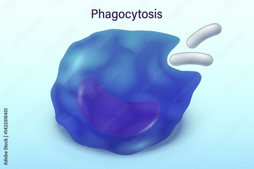 Phagocytosis vector. Process of macrophage absorption and killing of ...